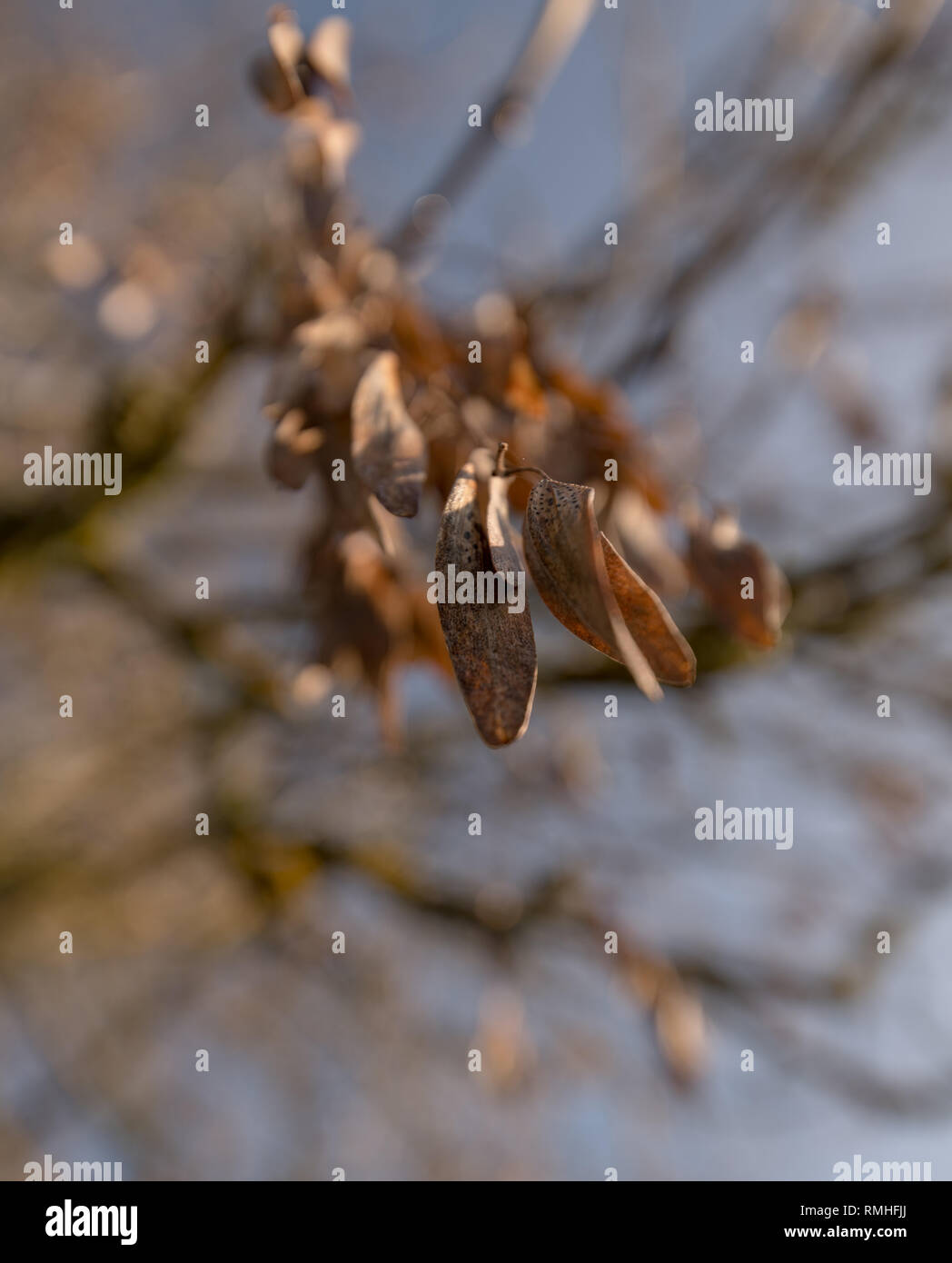 Ash keys hi-res stock photography and images - Alamy