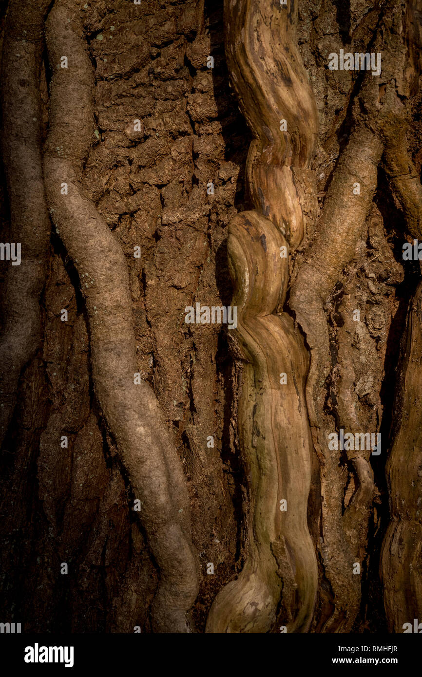 Ivy Roots High Resolution Stock Photography and Images - Alamy