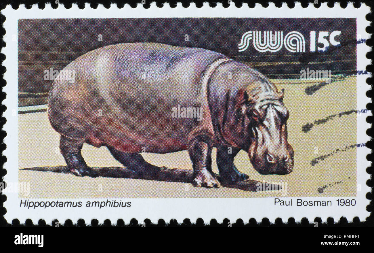 Image of Hippopotamus on south african postage stamp Stock Photo - Alamy