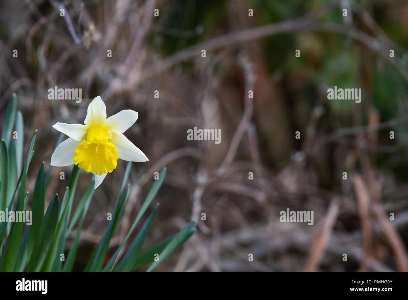 Daffodil flowering hi-res stock photography and images - Alamy