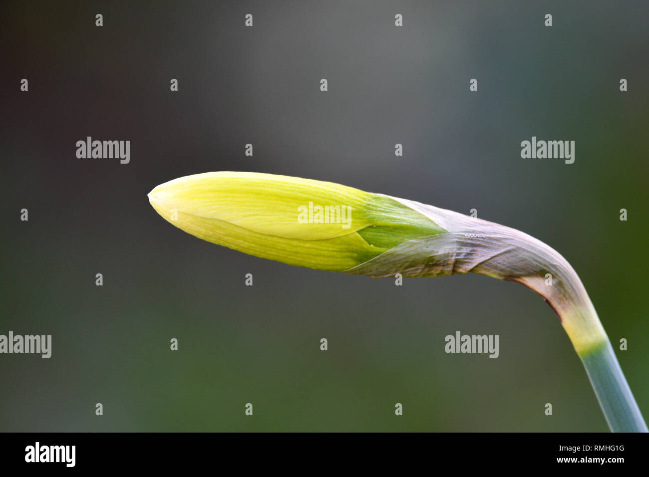 Daffodil flowering hi-res stock photography and images - Alamy
