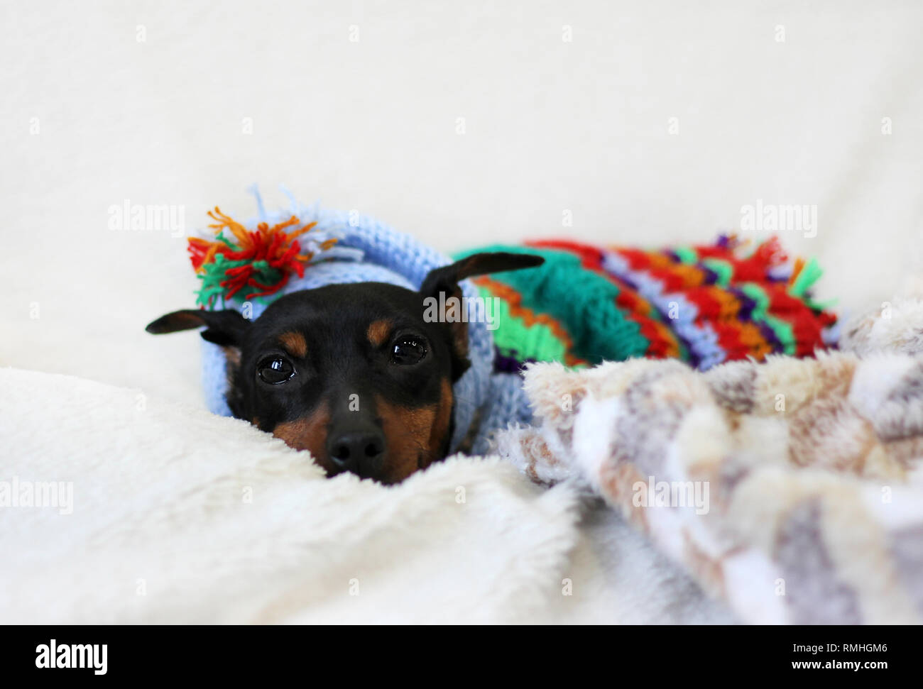 Cute cozy dog breed miniature pinscher in multicolored knitted clothes ...