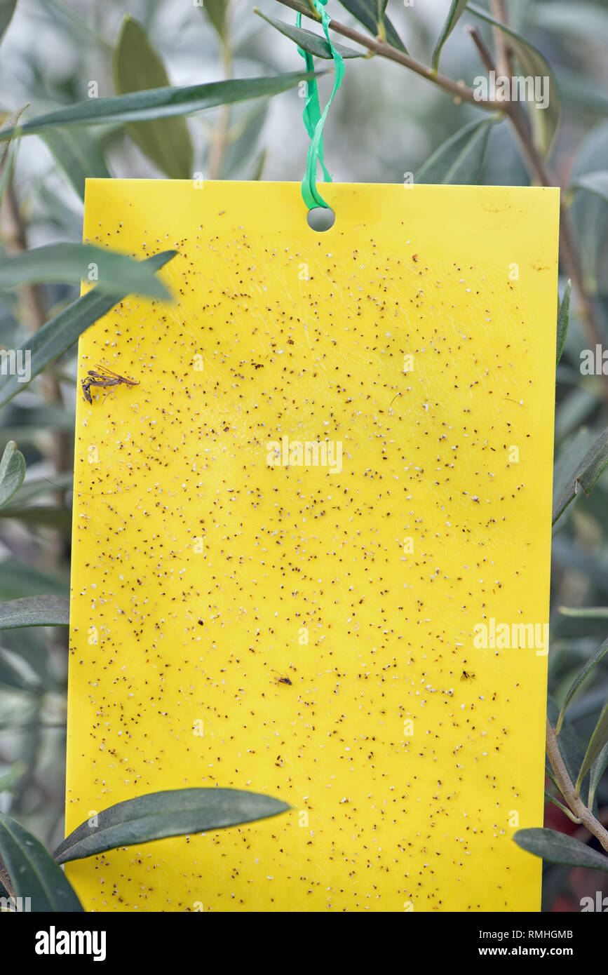 yellow insect trap on a greenhouse olive tree Stock Photo - Alamy