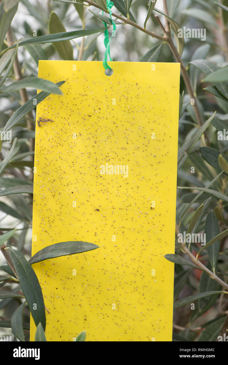 yellow insect trap on a greenhouse olive tree Stock Photo - Alamy