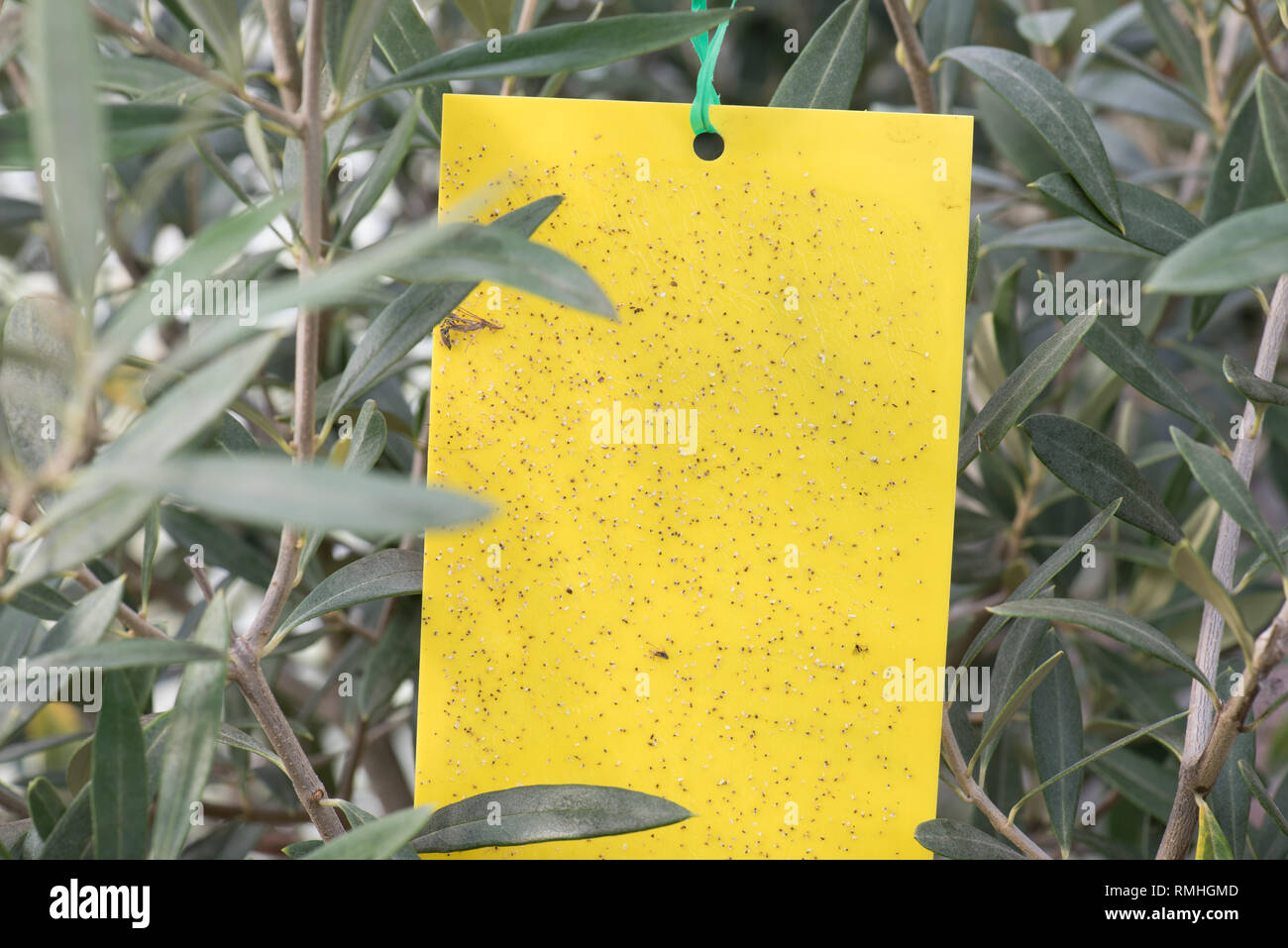 yellow insect trap on a greenhouse olive tree Stock Photo - Alamy