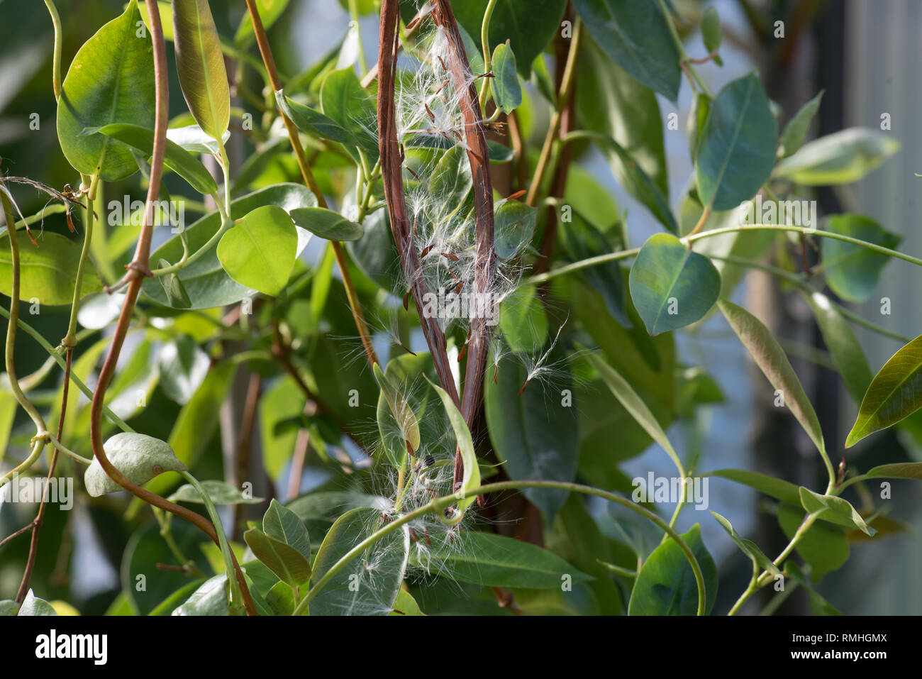 Mandevilla syn. Dipladena seed pods & seeds Stock Photo - Alamy