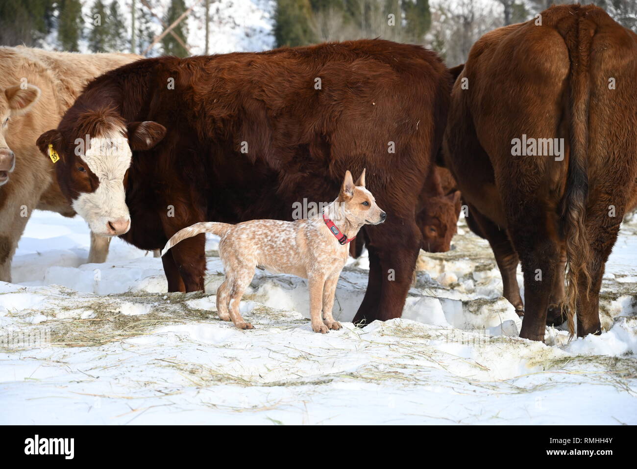Australian cattle dog cow hi-res stock photography and images - Alamy