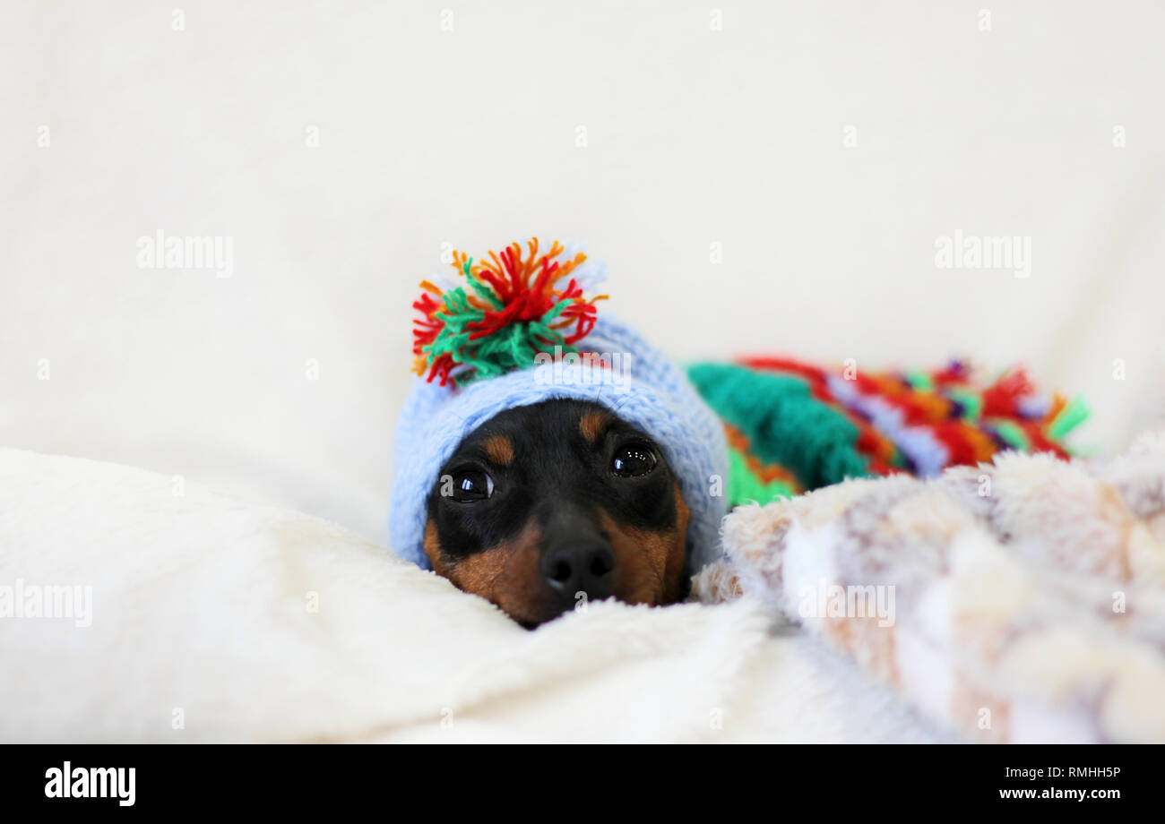Cute cozy dog breed miniature pinscher in multicolored knitted clothes ...