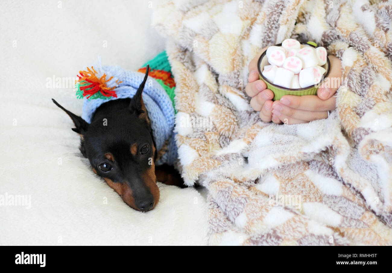 Cute cozy dog breed miniature pinscher in multicolored knitted clothes ...