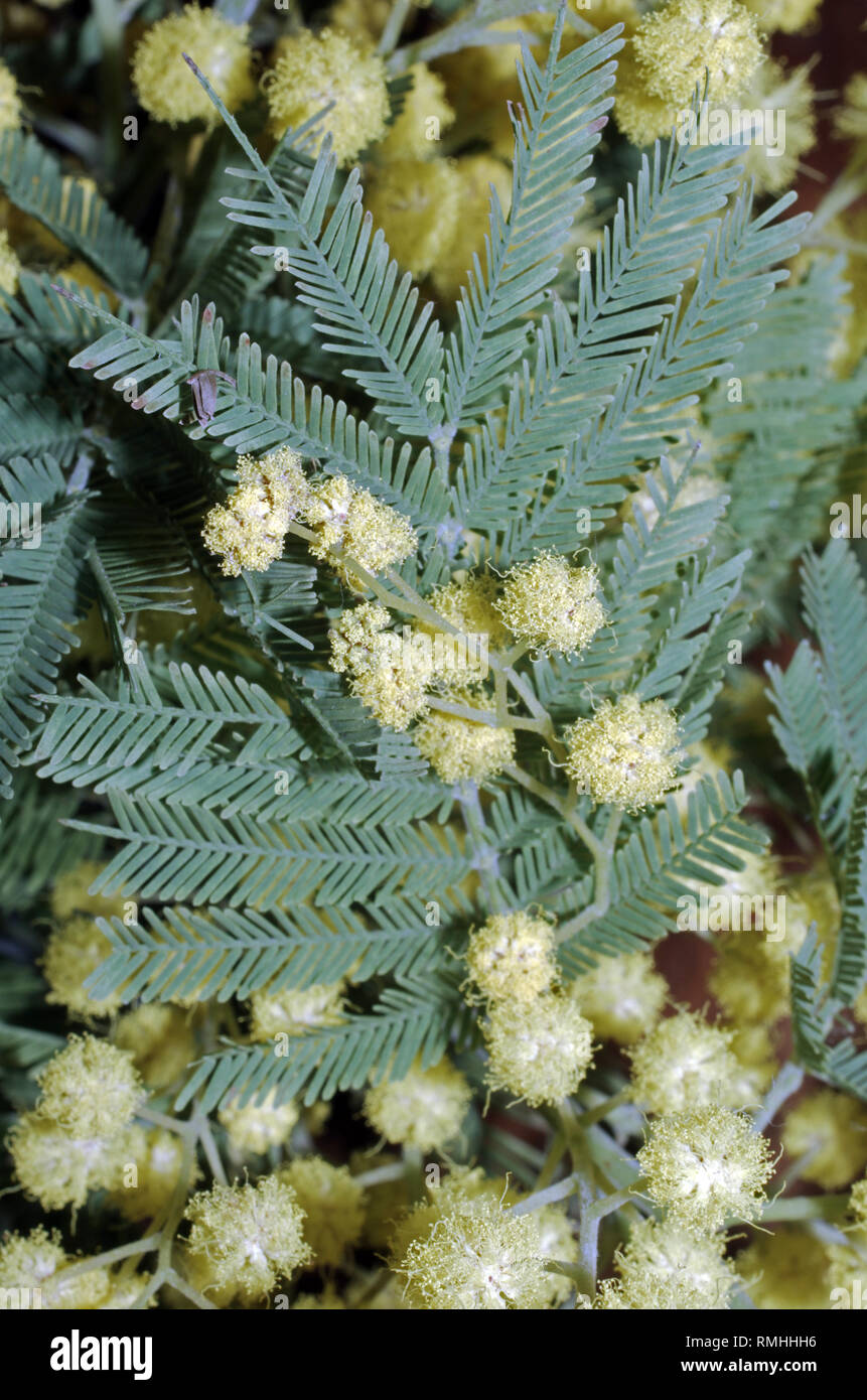 Mimosa close hi-res stock photography and images - Alamy