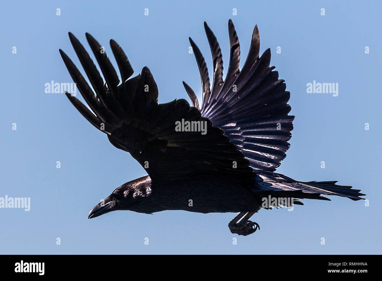 A large Common Raven (Corvus corax) in flight at the San Luis National ...