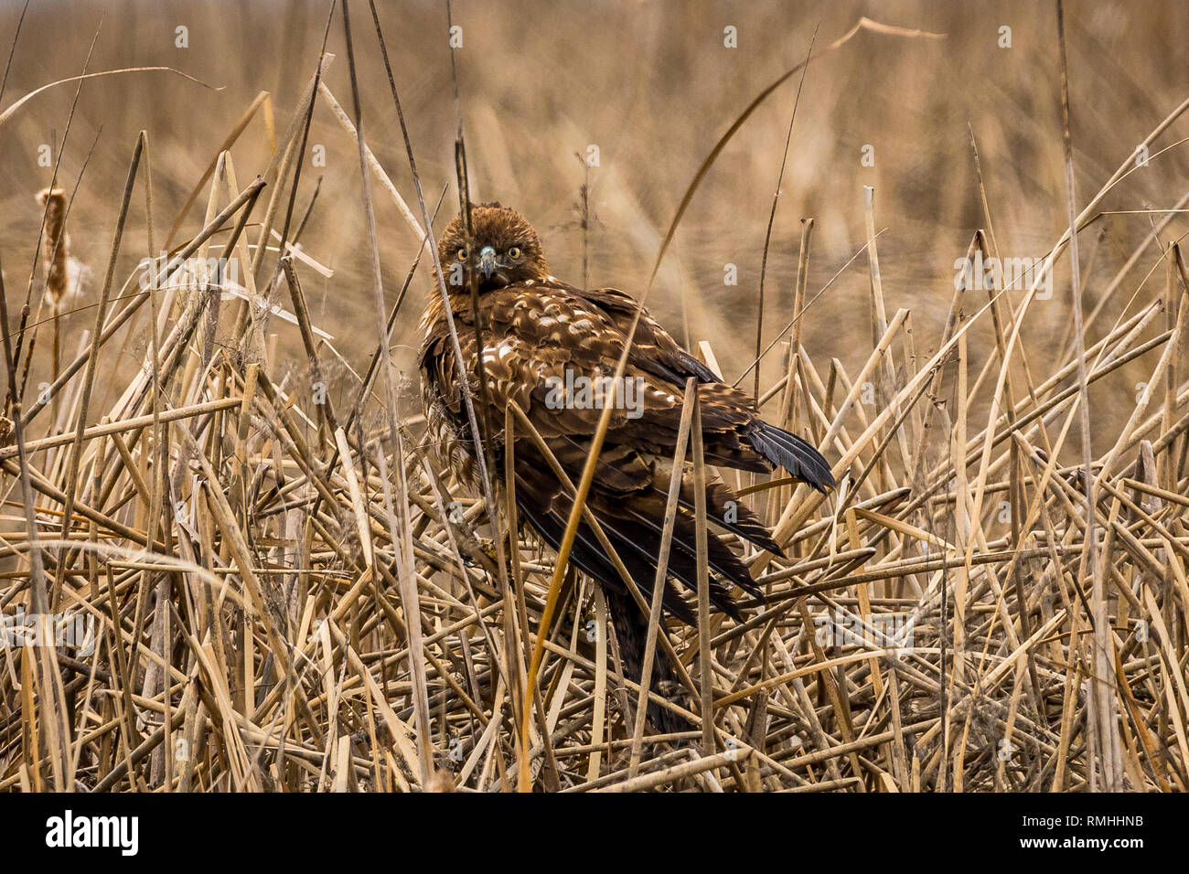 A Juvenile Red Tailed Hawk perches in Tule and Cattail reeds at the San ...