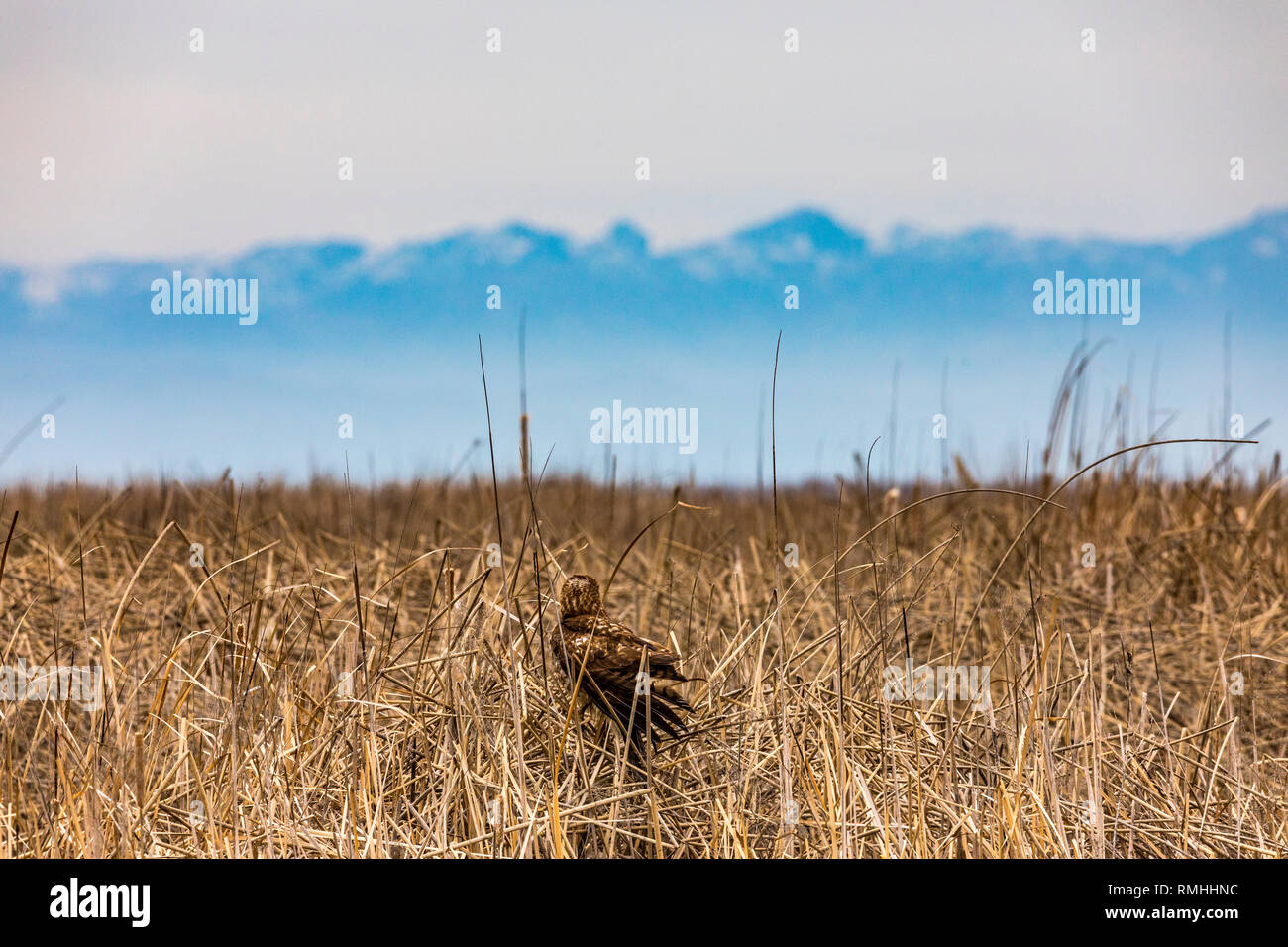 A Hawk perches in Tule and Cattail reeds at the San Luis National ...