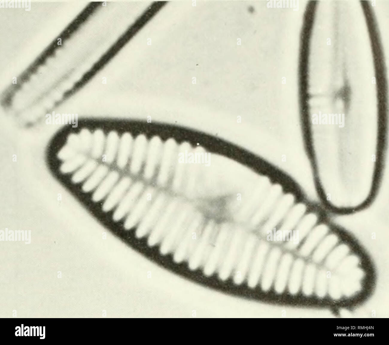 Freshwater Phytoplankton Identification