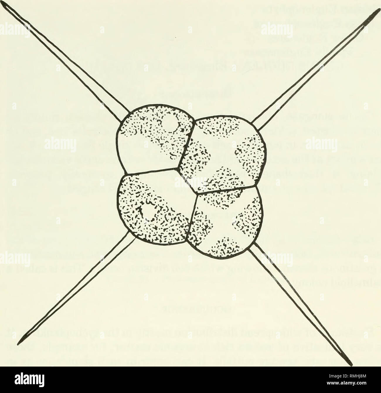 . An annotated key to the identification of commonly occurring and ...
