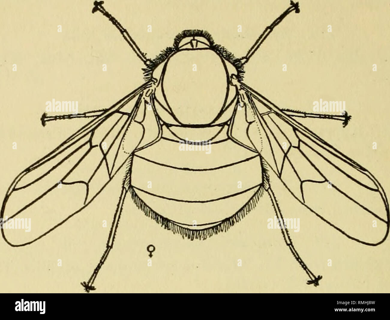 . An annotated list of the Diptera (flies) of Oregon. Diptera. 238 ...