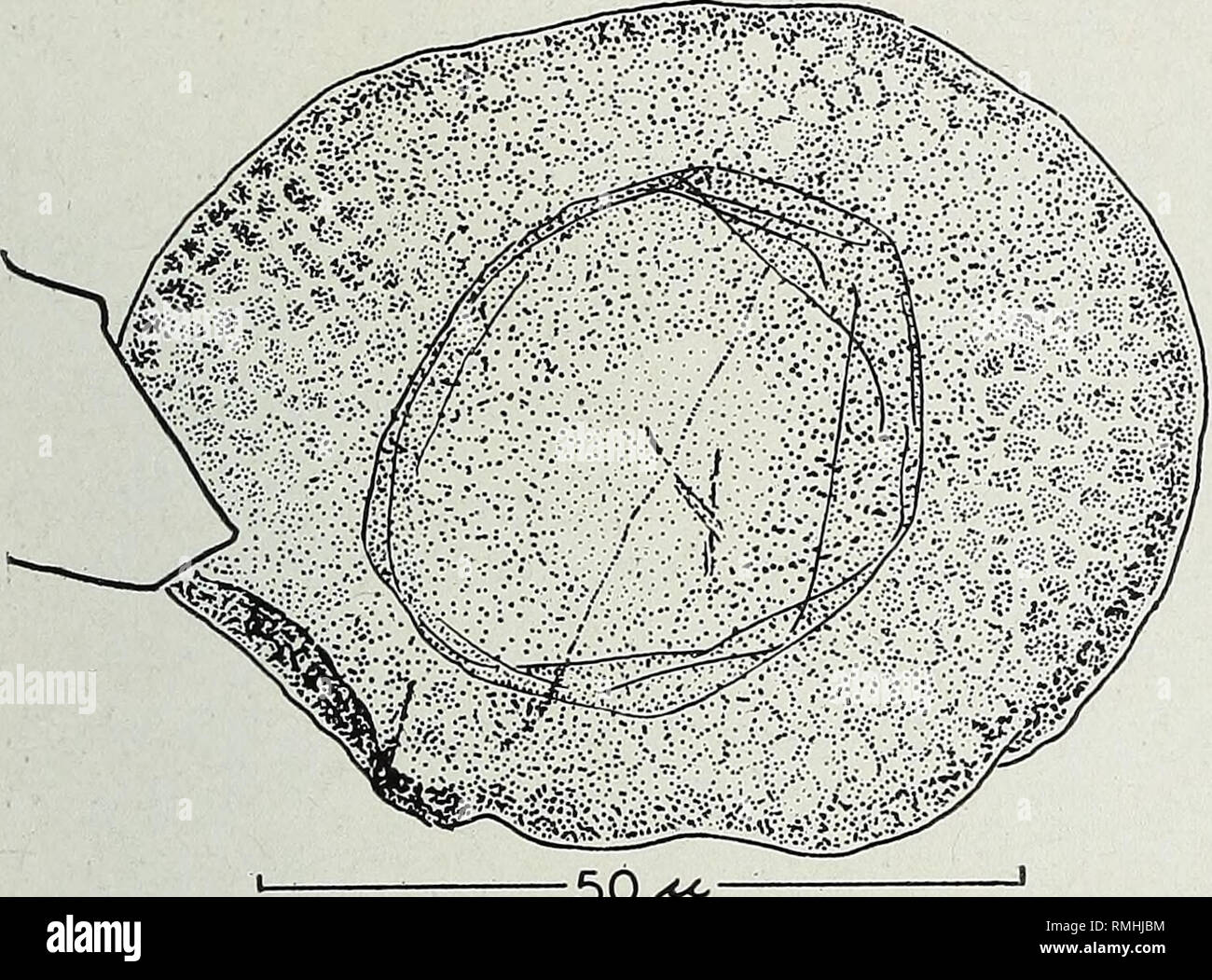 Microprojection hi-res stock photography and images - Alamy