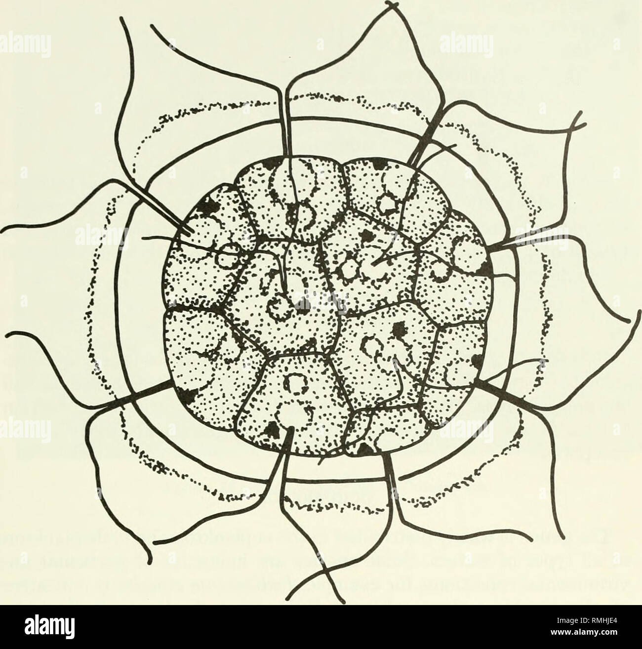 . An annotated key to the identification of commonly occurring and ...