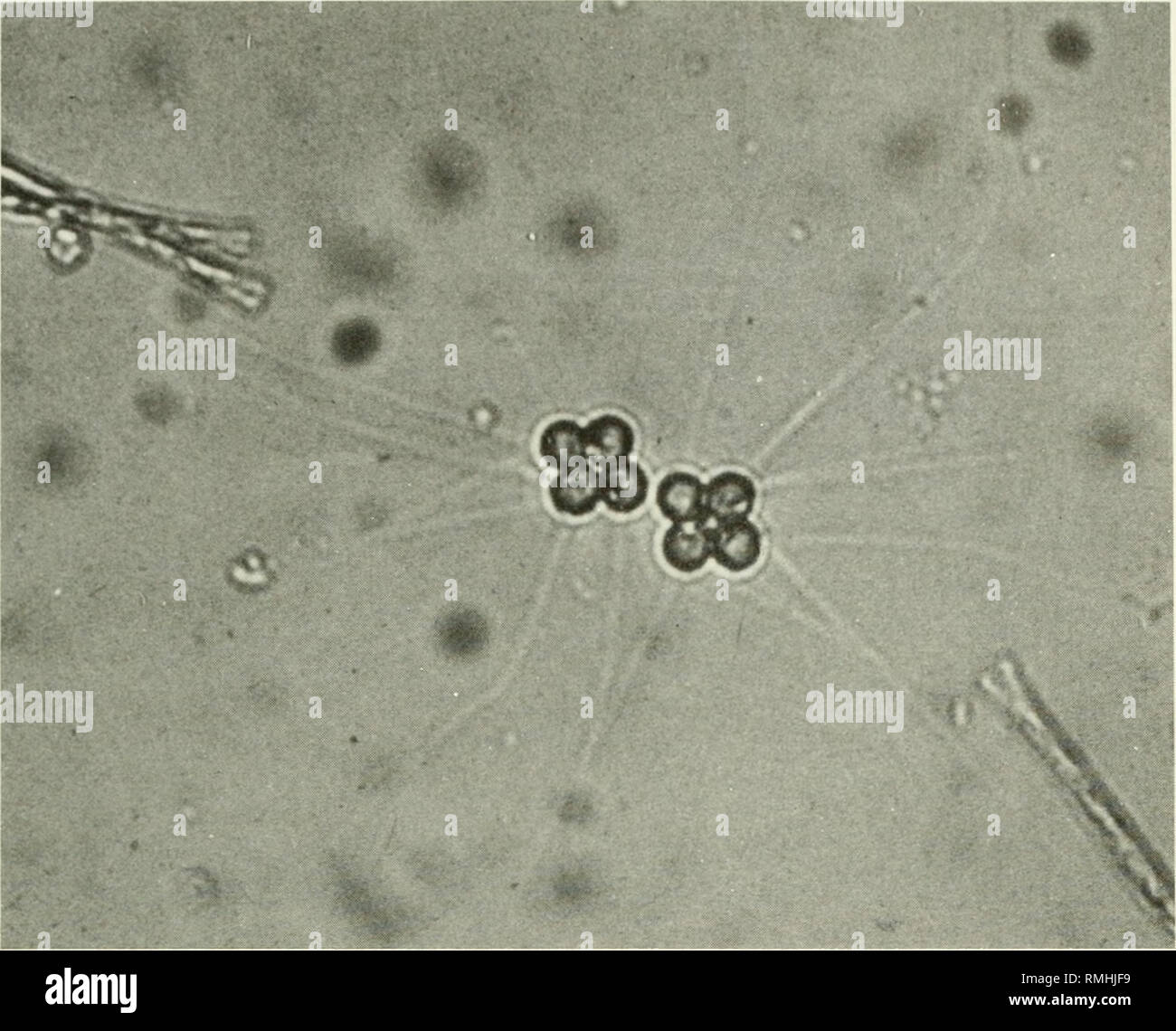 Freshwater Algae Identification