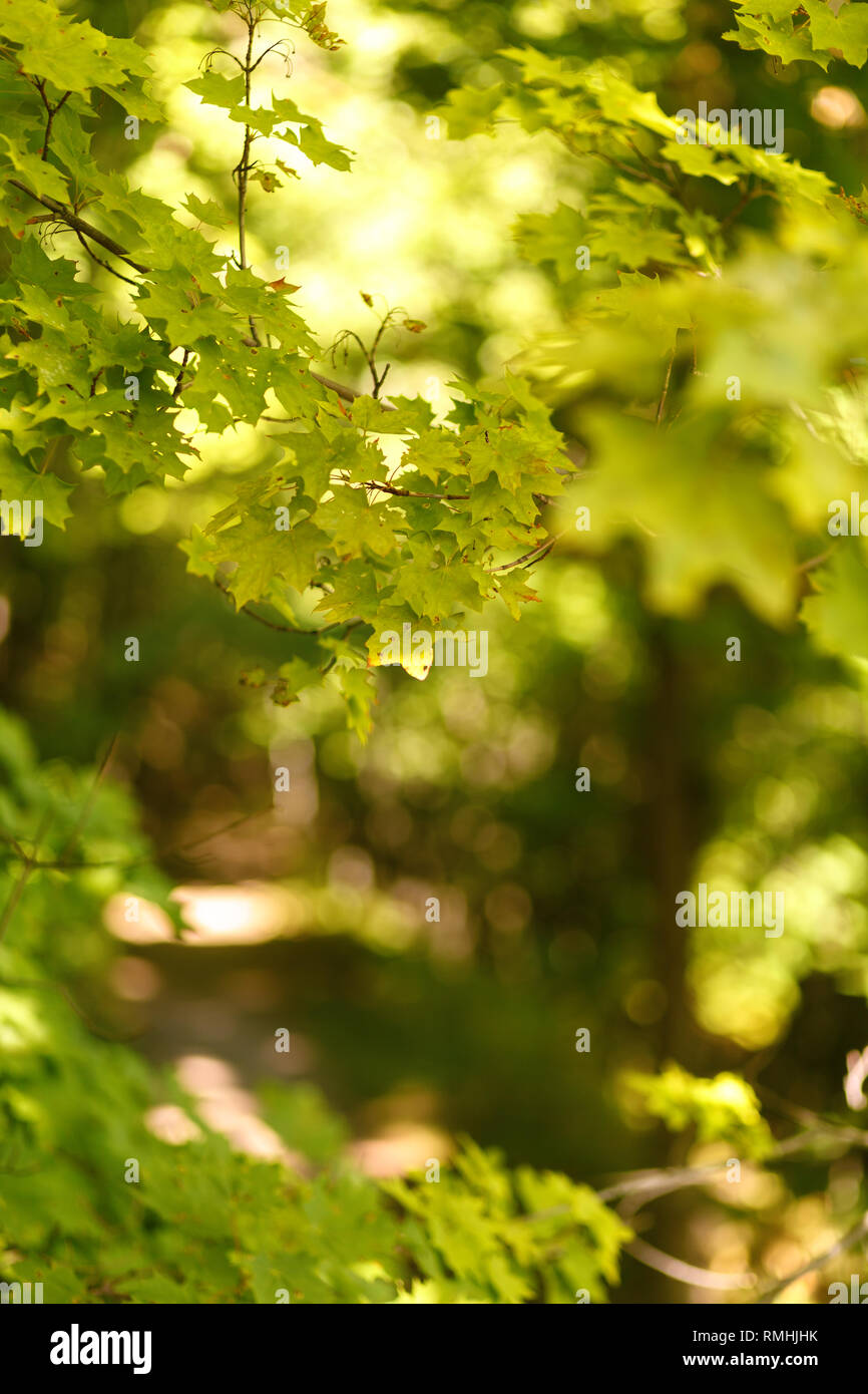 Sunset through maple tree in hi-res stock photography and images - Alamy