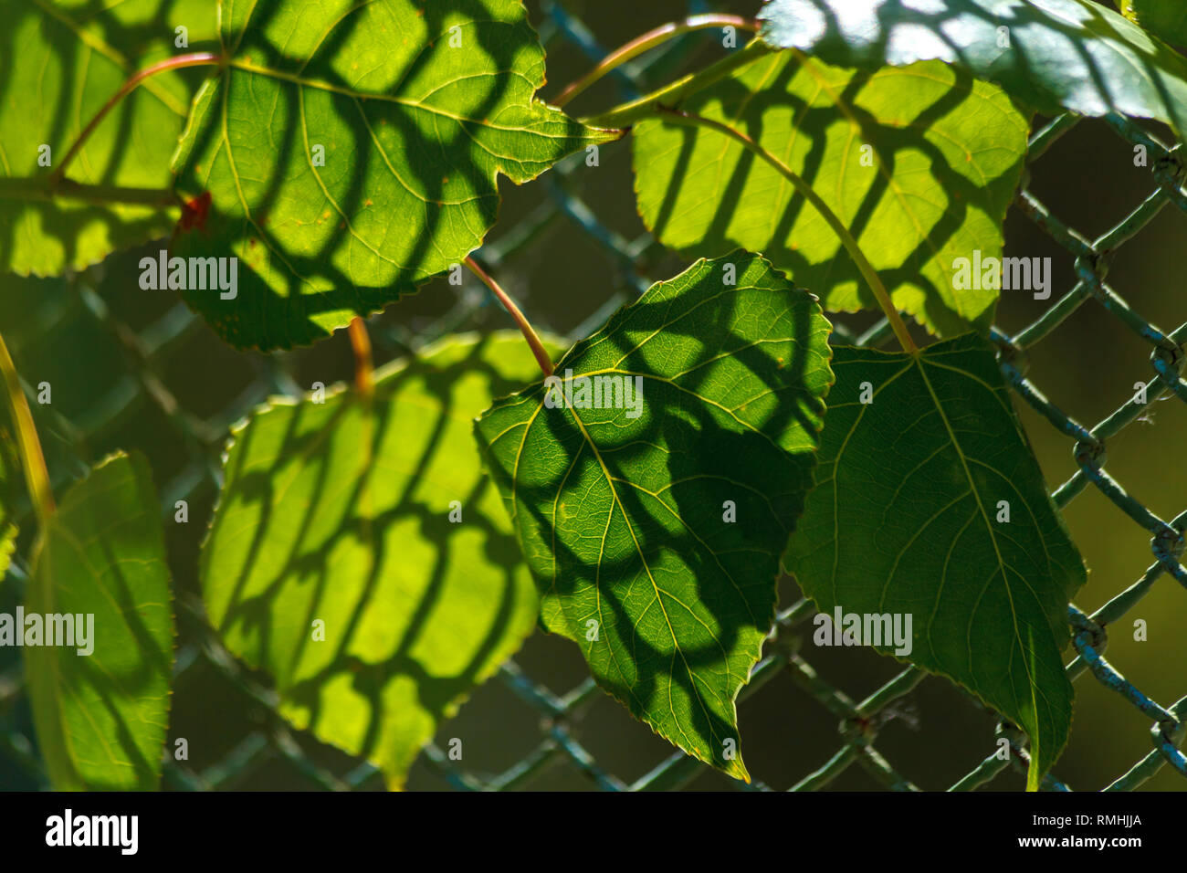The sun shining through radiating green leaves. Natural background ...