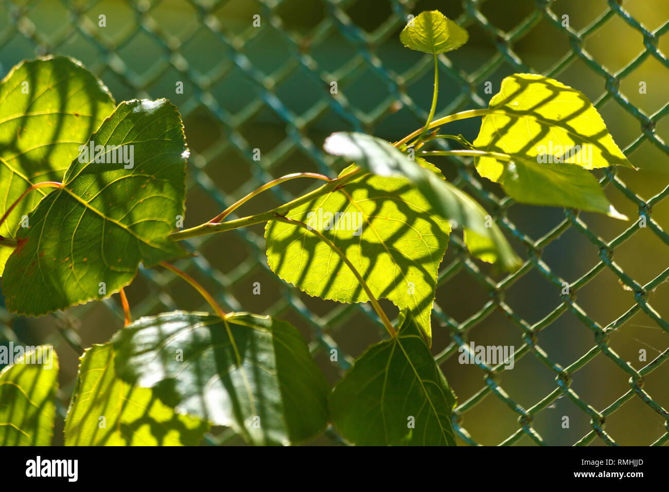 The sun shining through radiating green leaves. Natural background ...