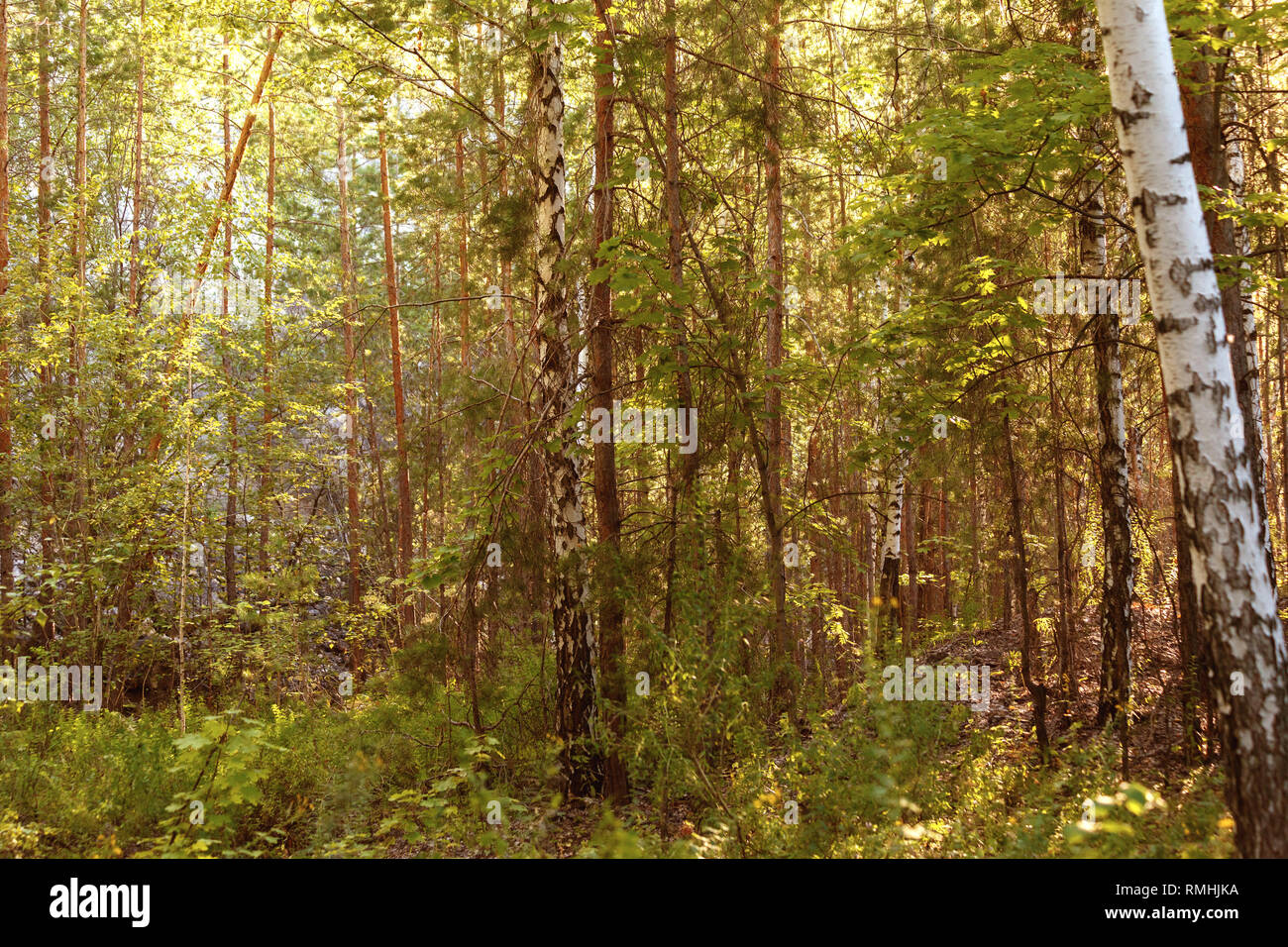 Beautiful green forest in summer. Impassable birch and pine forest with ...