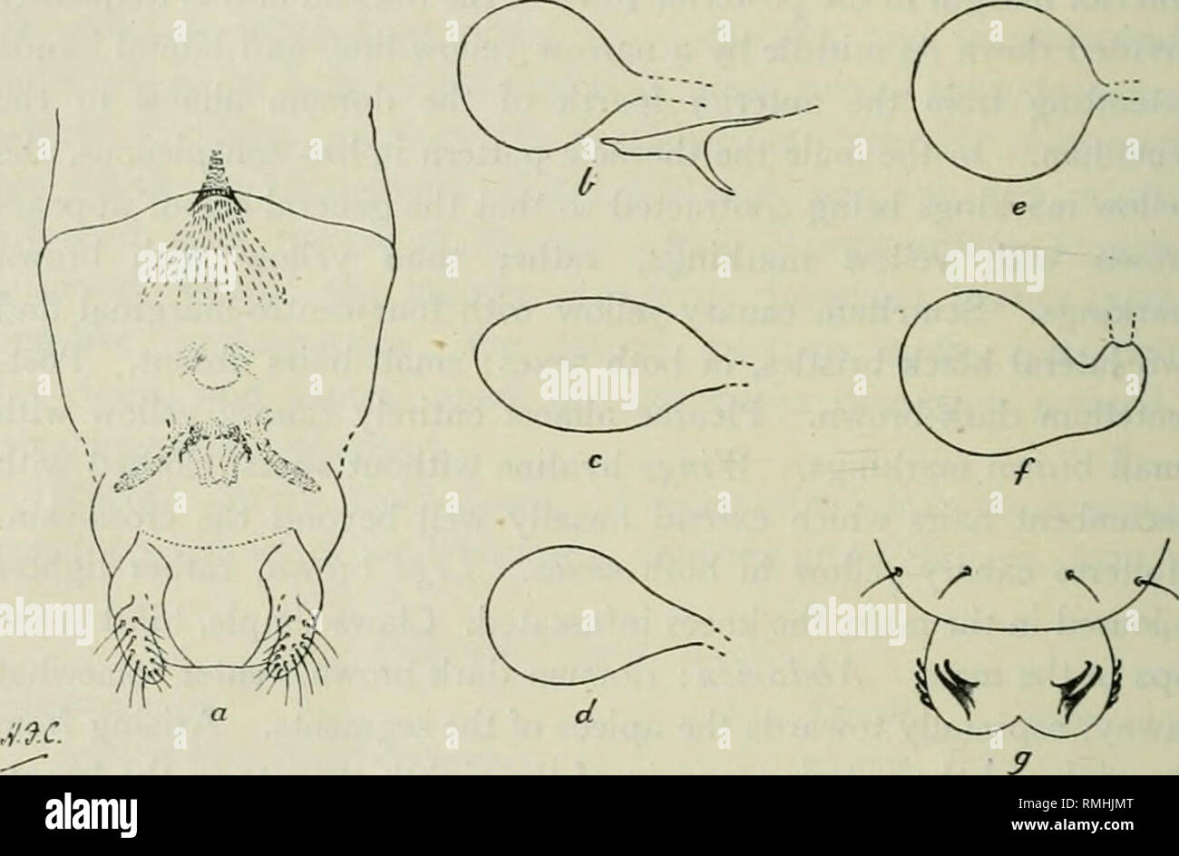 Bifid claspers hi-res stock photography and images - Alamy