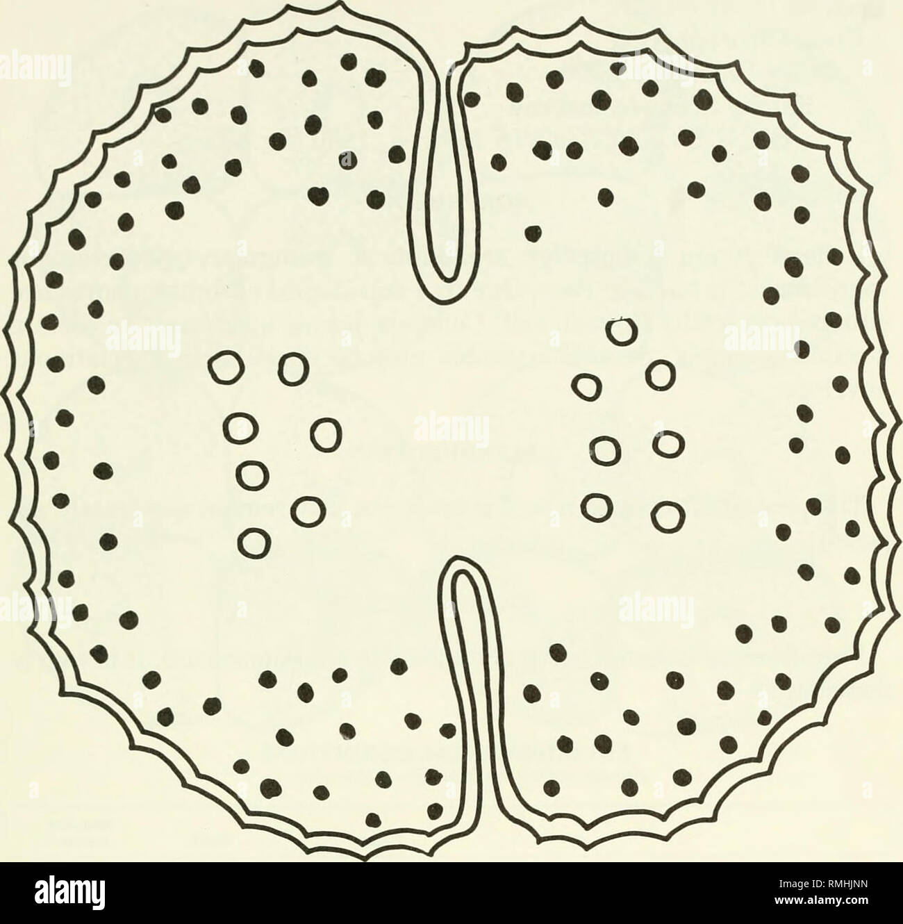 Freshwater Algae Identification