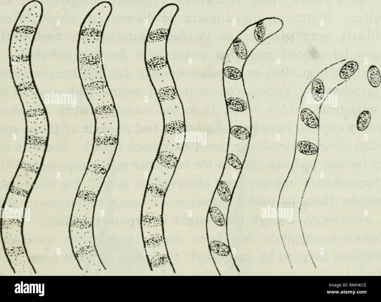 Spirochaetes hi-res stock photography and images - Alamy