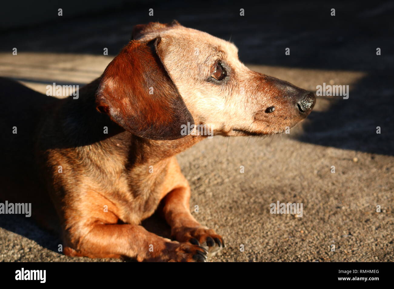Dogs sunbathing hi-res stock photography and images - Alamy