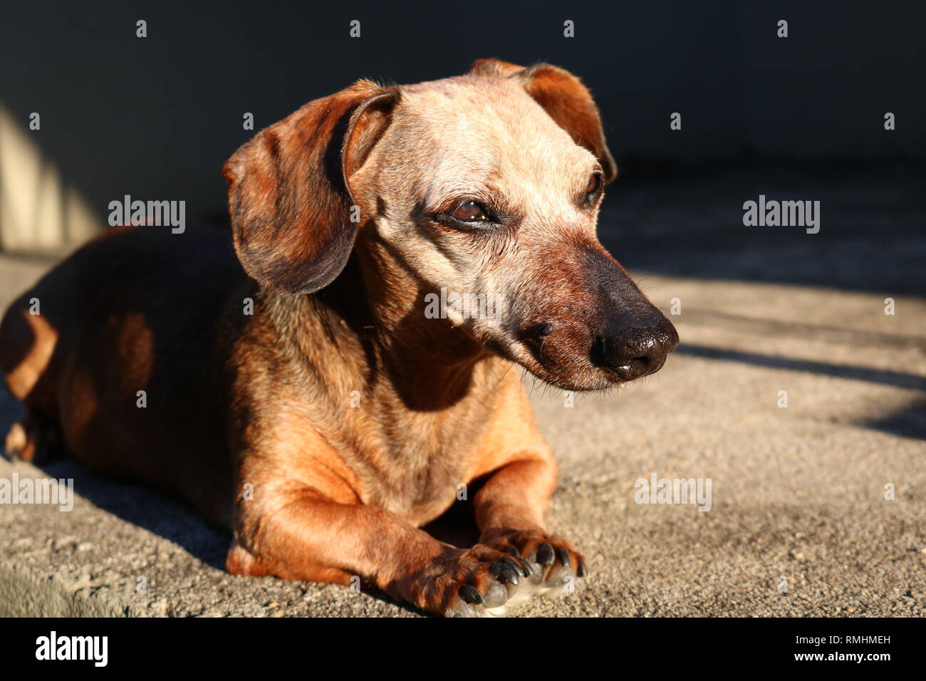 Dogs sunbathing hi-res stock photography and images - Alamy