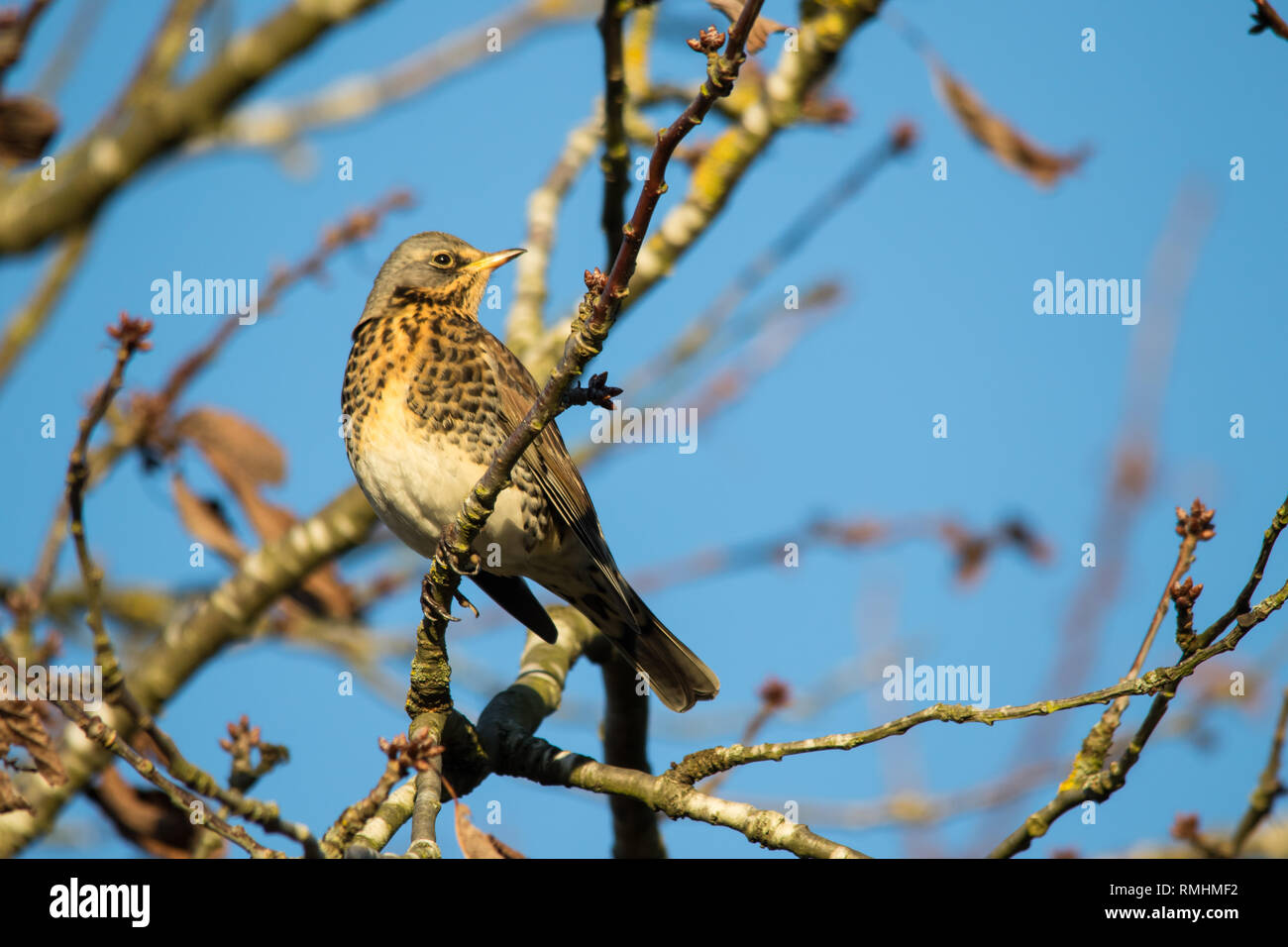 Fieldfare in a tree hi-res stock photography and images - Alamy