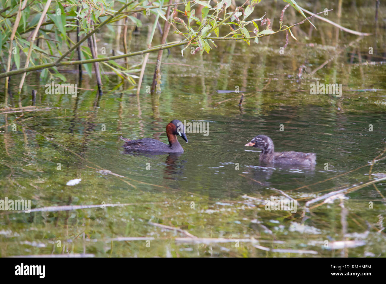 Dabchick hi-res stock photography and images - Alamy