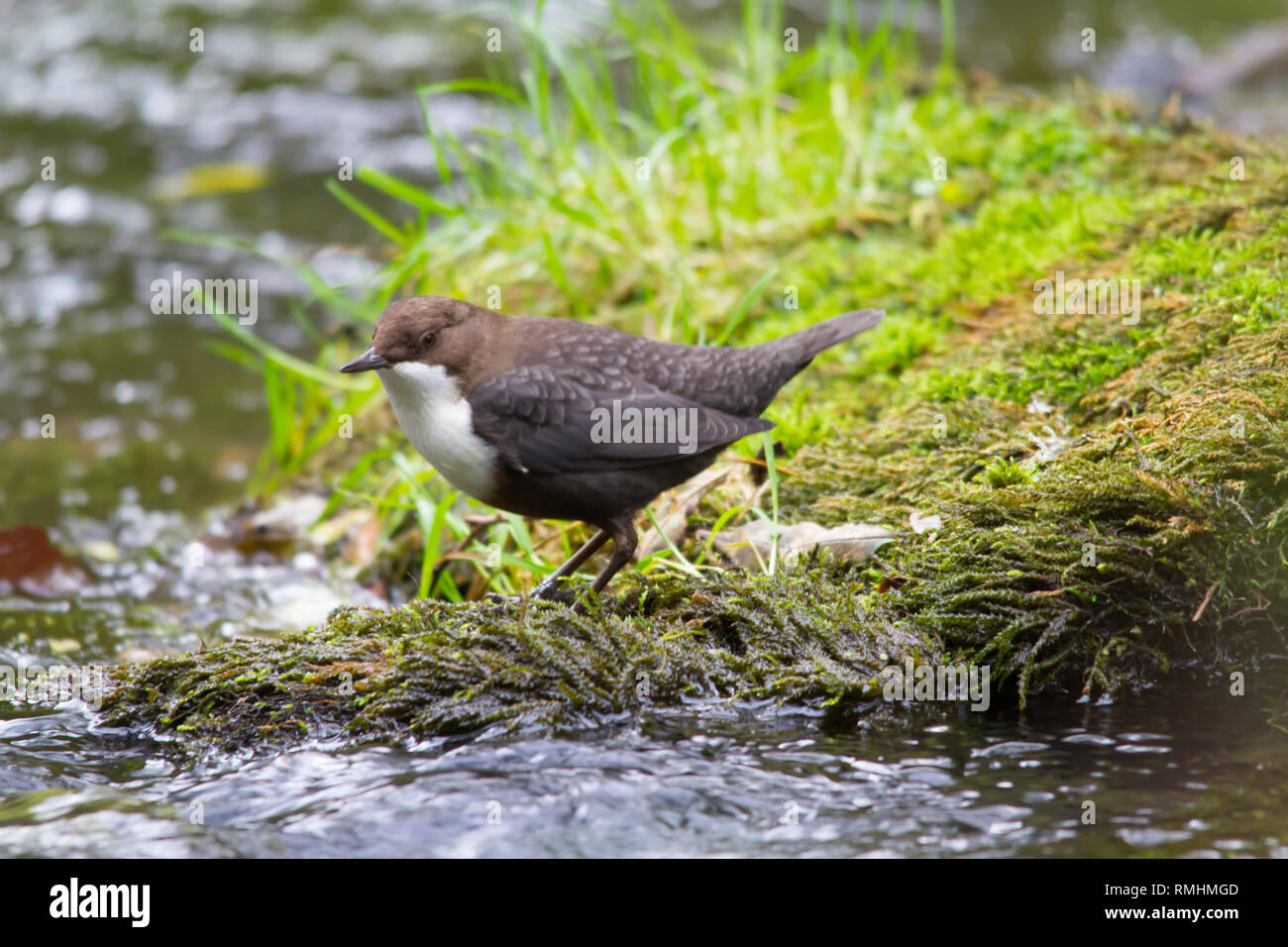 European Dipper (Cinclus cinclus) feeding in a fast flowing stream ...