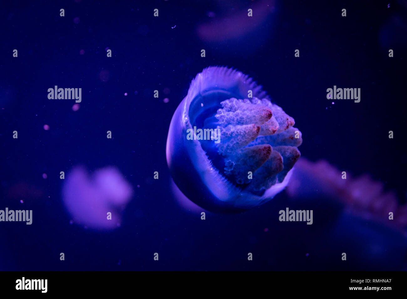 Diving with jellyfish hi-res stock photography and images - Alamy
