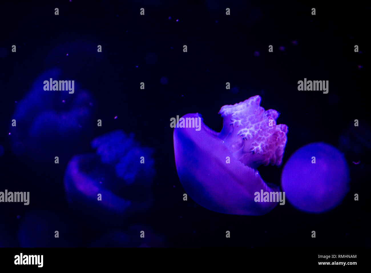 Stingy fish hi-res stock photography and images - Alamy