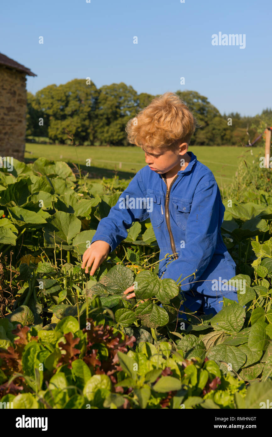 Farm boy picking the beans in vegetable garden Stock Photo - Alamy