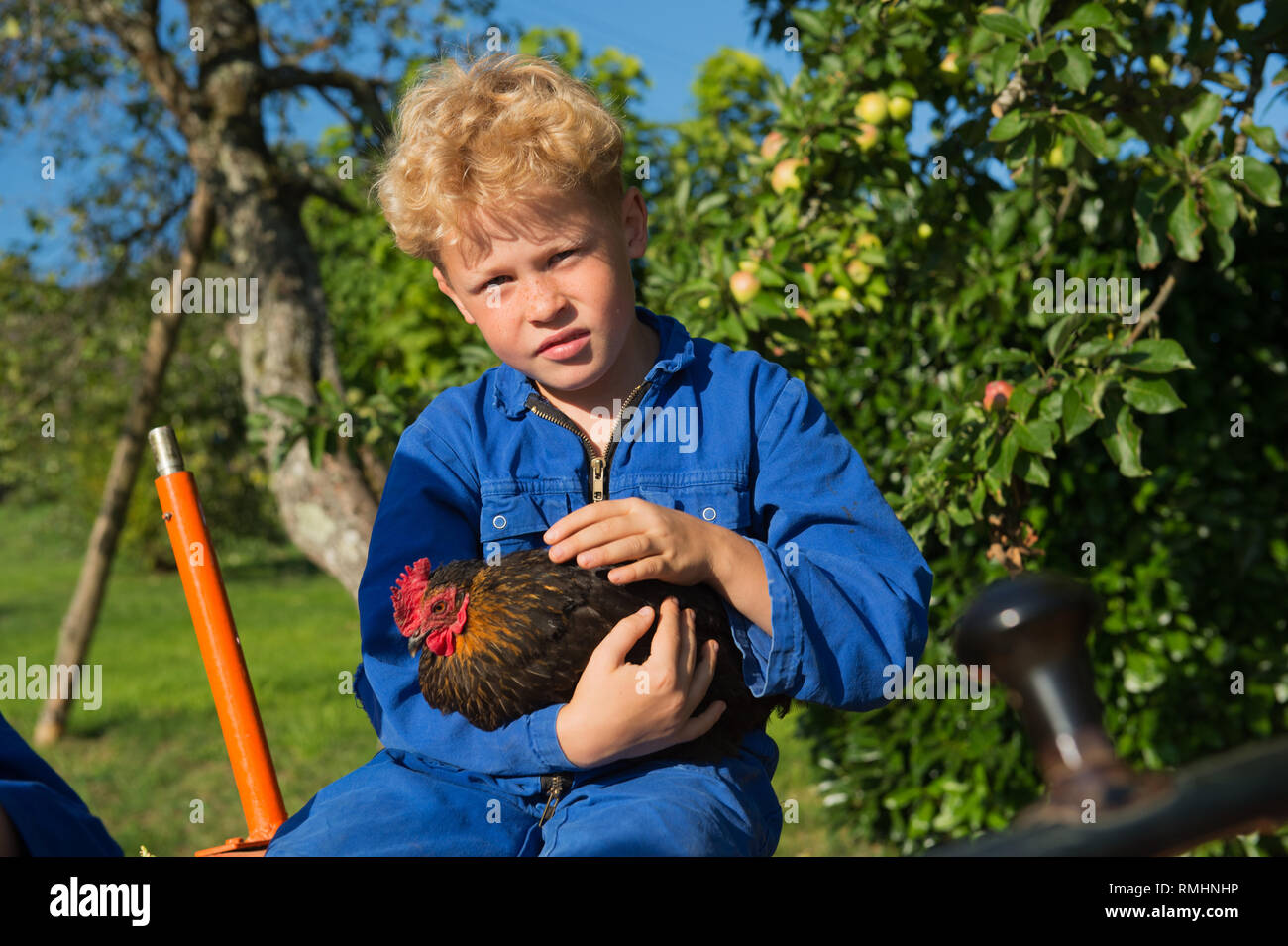 Chicken pastures hi-res stock photography and images - Alamy