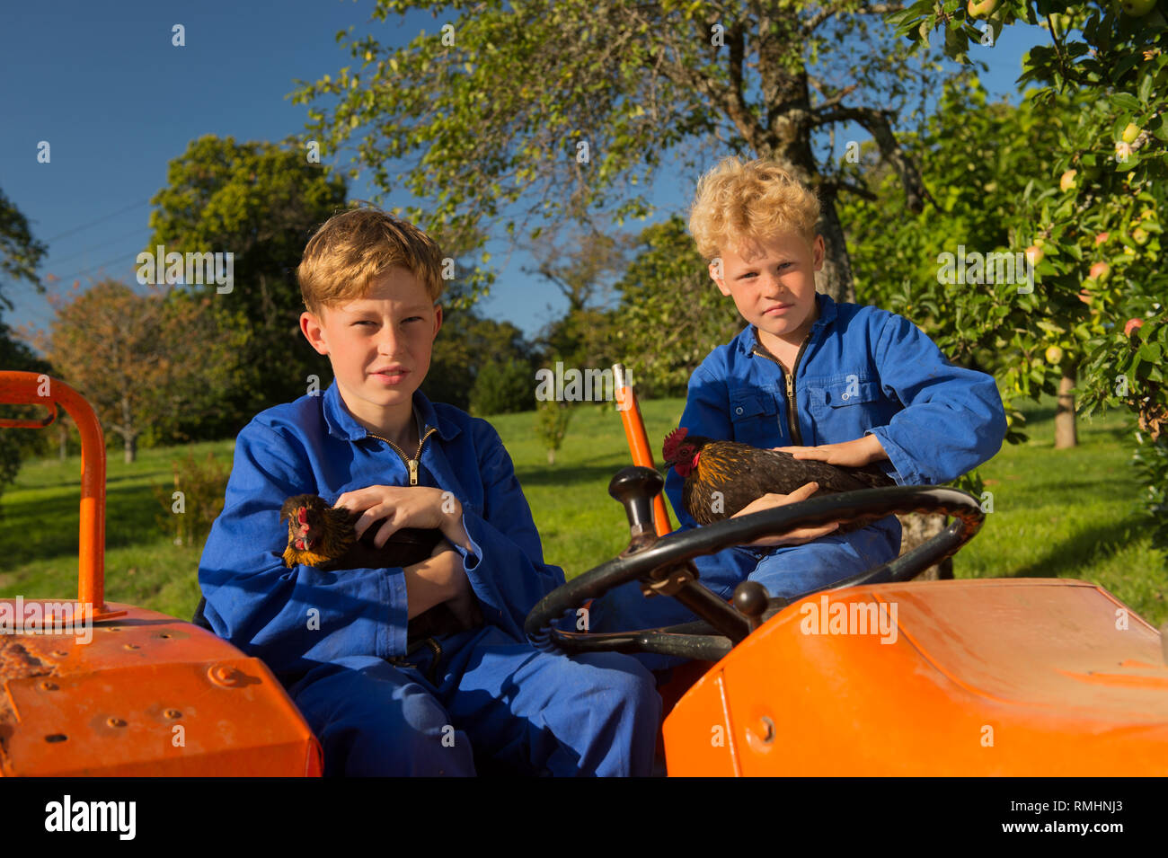 Farm boys with chickens riding on orange tractor Stock Photo - Alamy