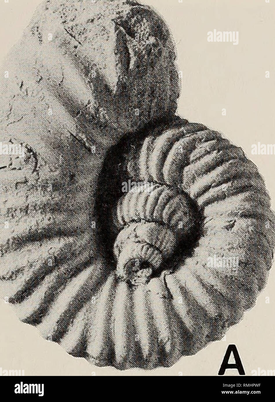 Barremian hi-res stock photography and images - Alamy