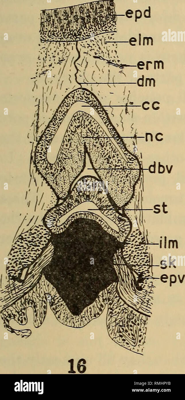 Enteropneusta hi-res stock photography and images - Alamy