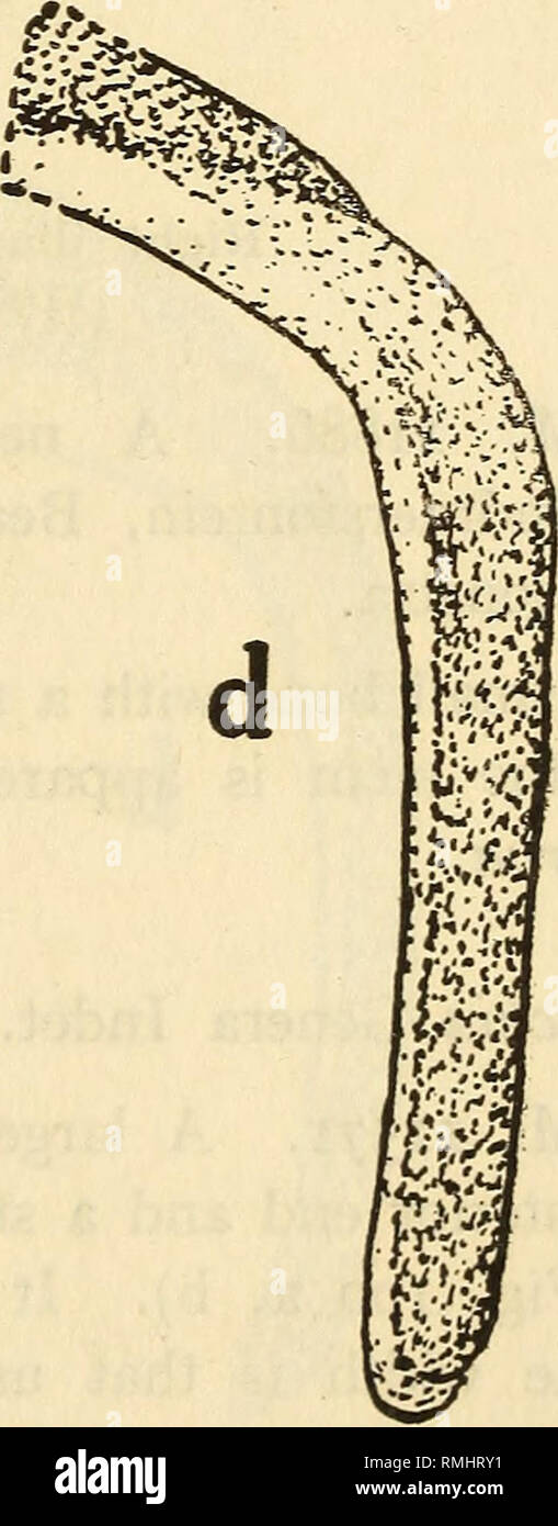 Jonkeria hi-res stock photography and images - Alamy