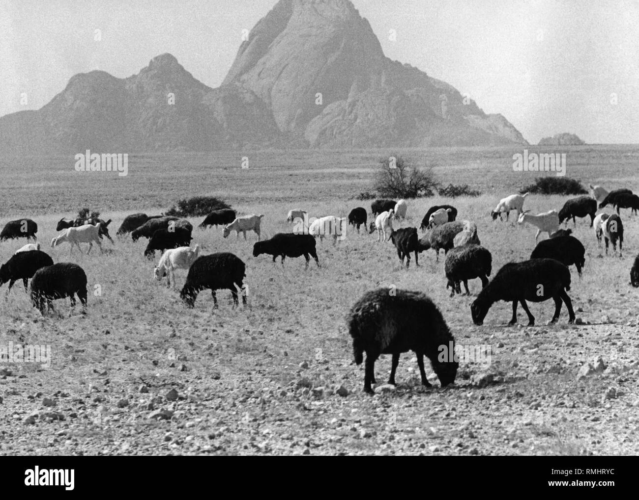 Namibia agriculture Black and White Stock Photos & Images - Alamy