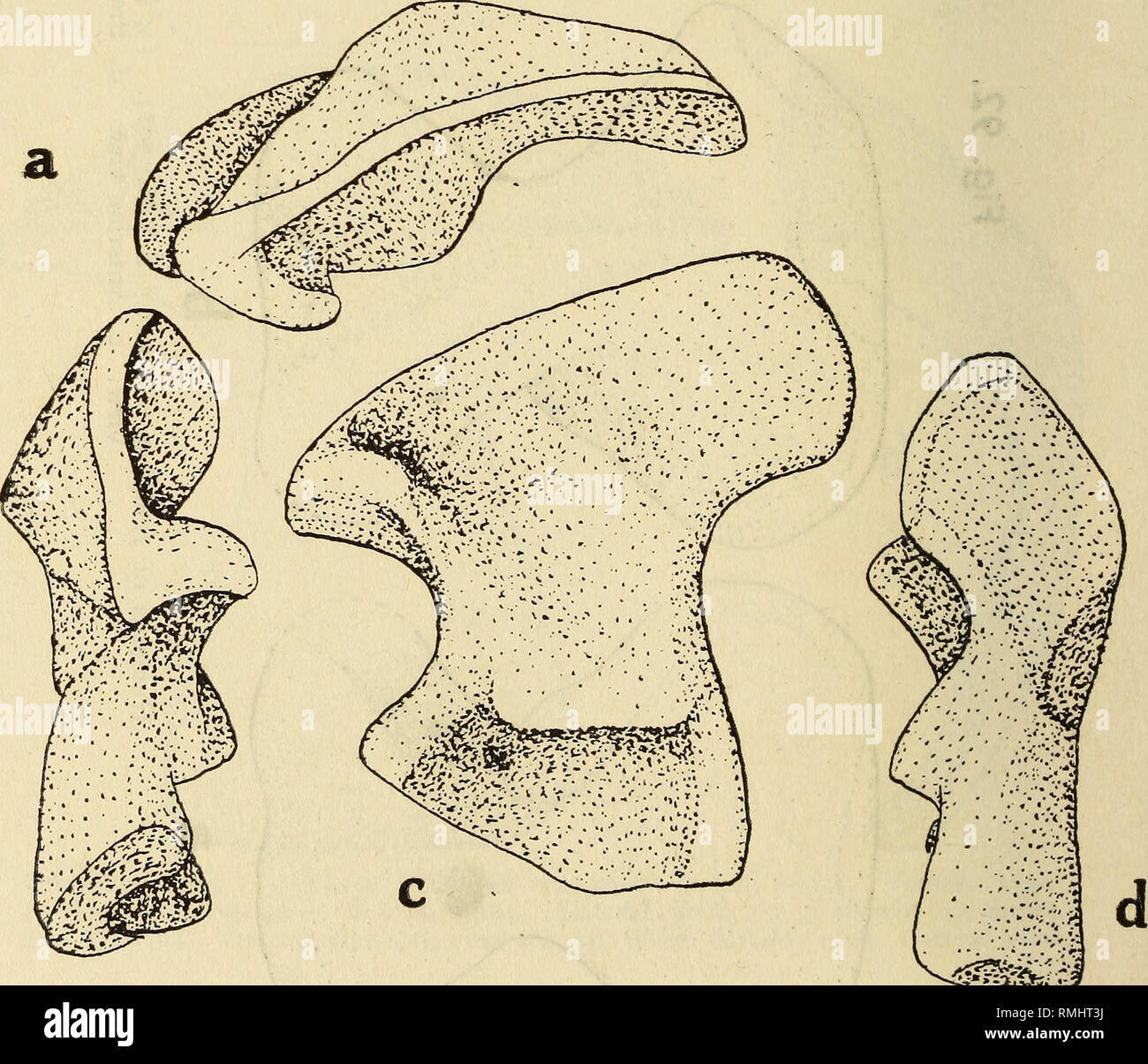 . Annals of the South African Museum = Annale van die Suid-Afrikaanse ...