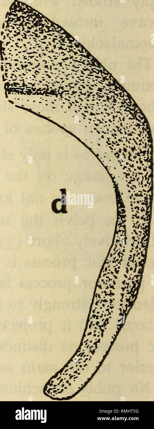 Jonkeria hi-res stock photography and images - Alamy