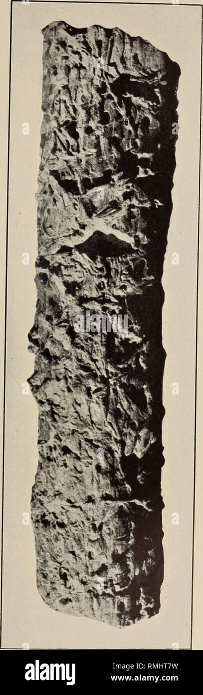 Stigmaria High Resolution Stock Photography and Images - Alamy