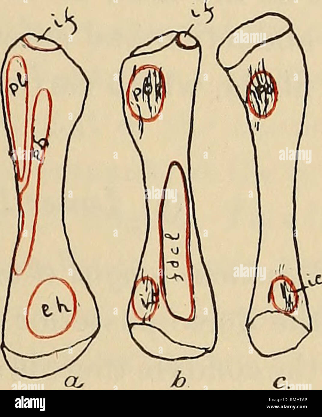 . Annals of the South African Museum = Annale van die Suid-Afrikaanse ...