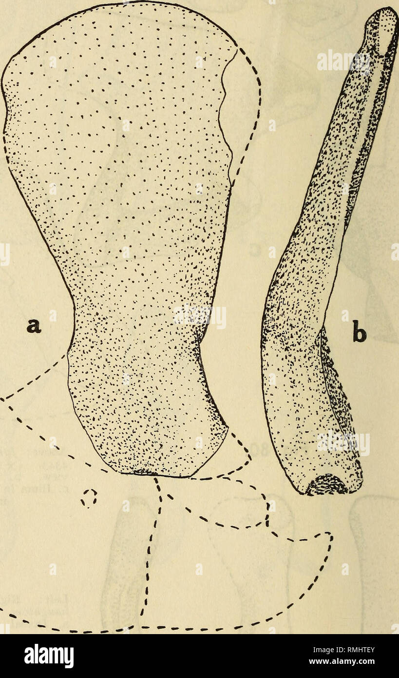 Jonkeria hi-res stock photography and images - Alamy