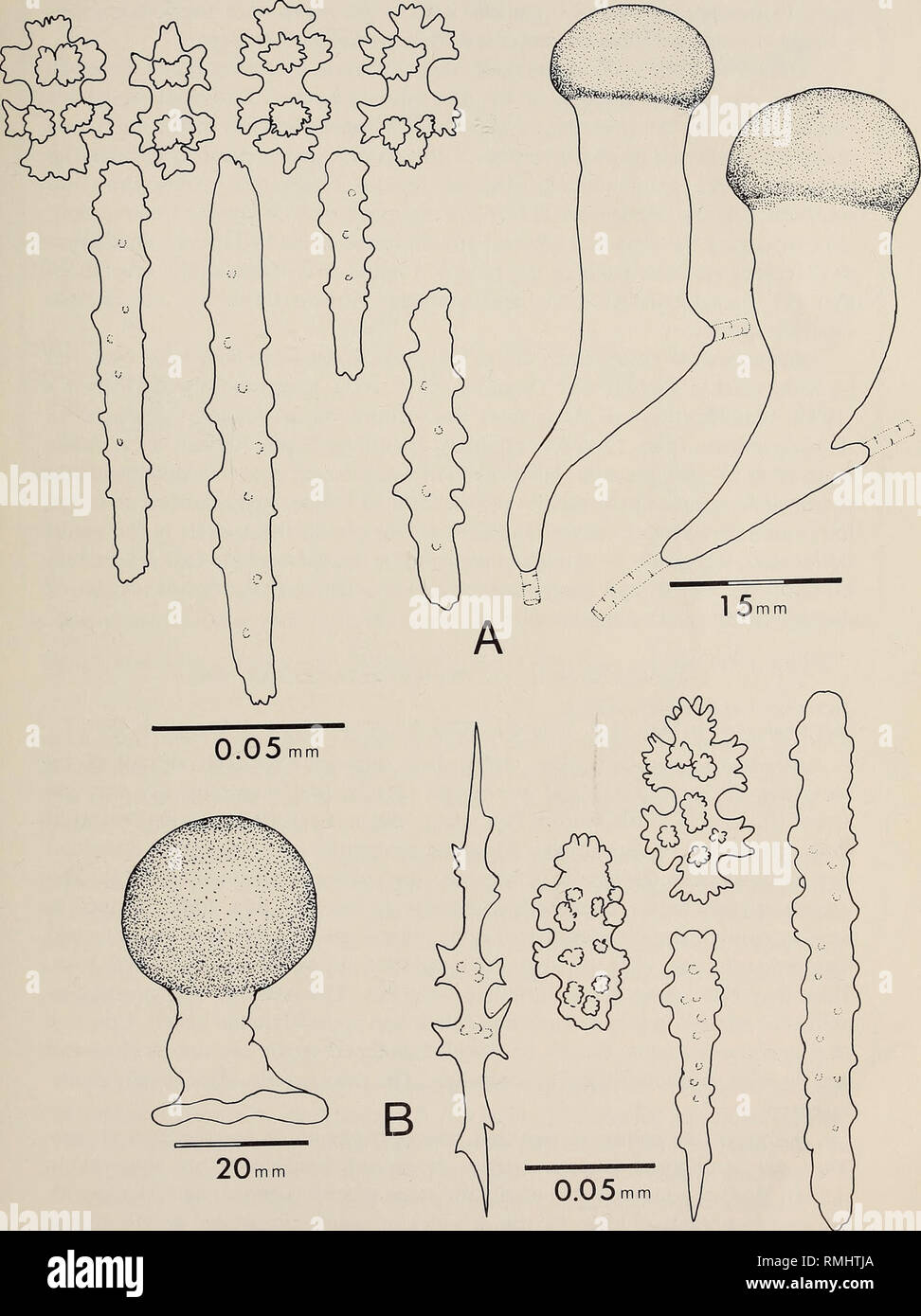 . Annals of the South African Museum = Annale van die Suid-Afrikaanse ...
